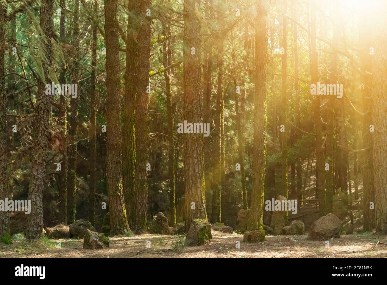 Sunshine beams rays through pine hi-res stock photography and images ...