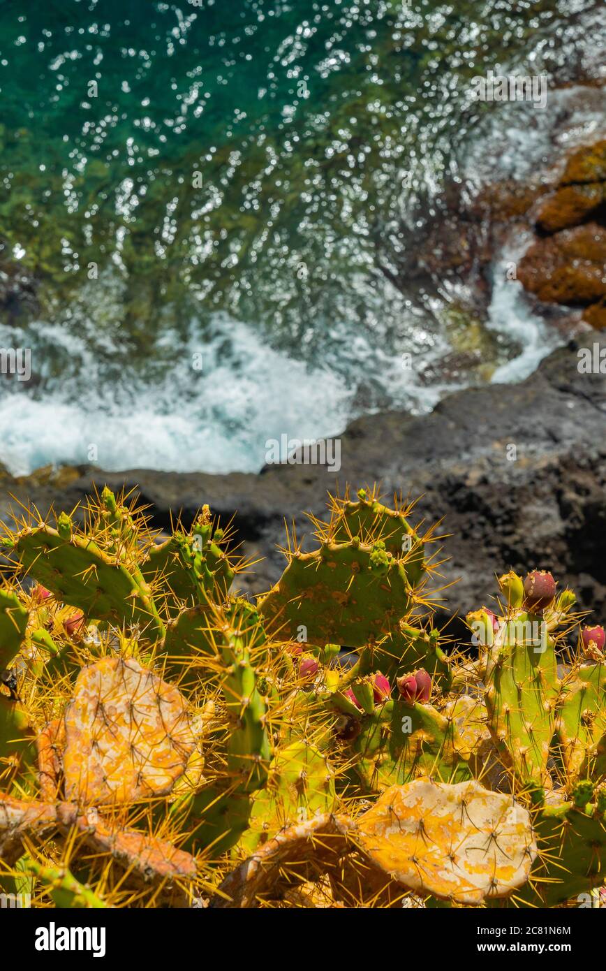 Large cactus with thorns growing on the cliff over the ocean. Sea with ...