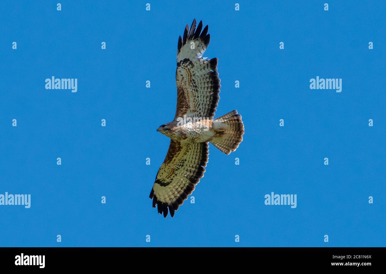 A buzzard flying, Chipping, Preston, Lancashire, UK Stock Photo - Alamy