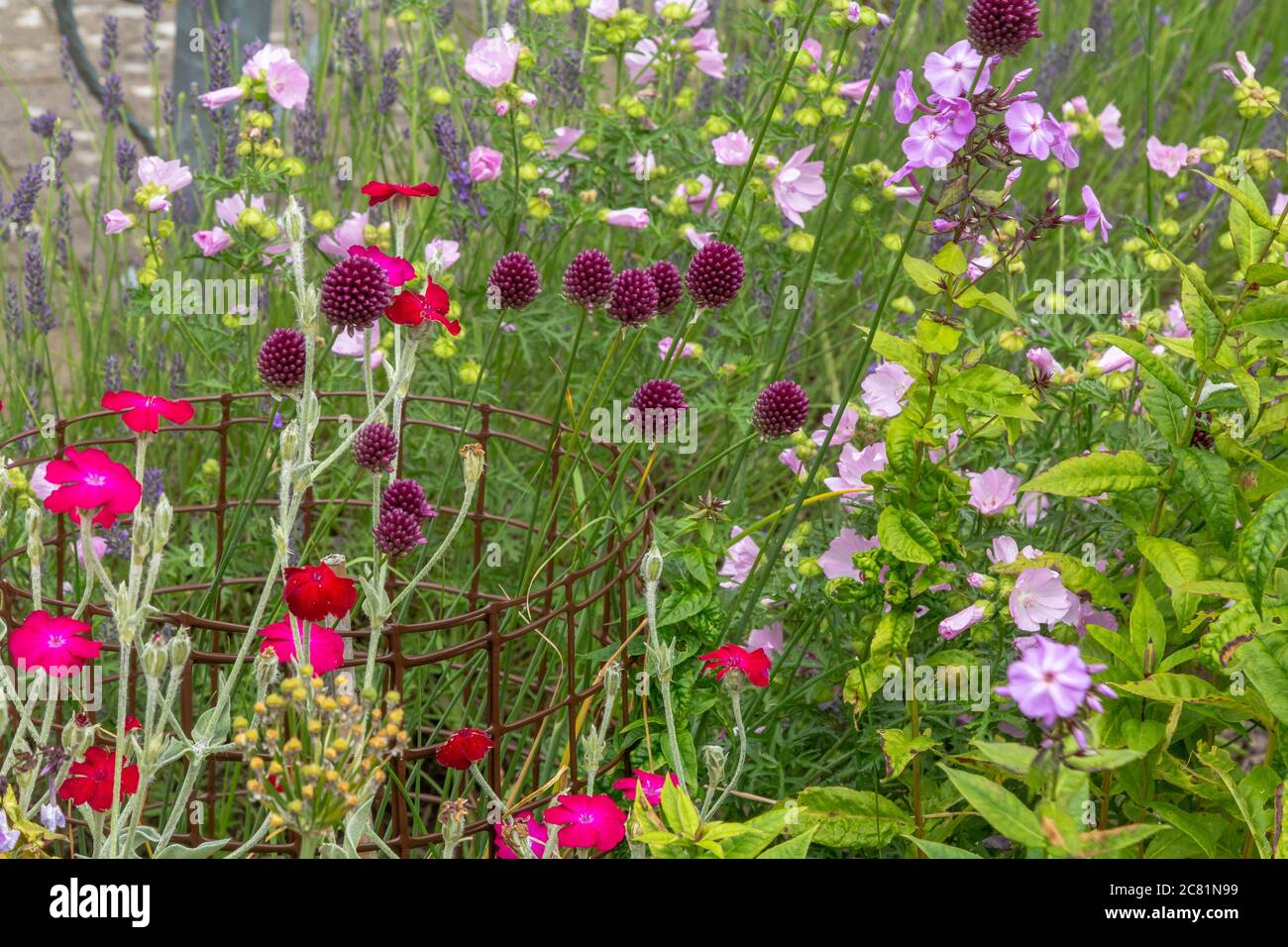 Allium sphaerocephalon purple flowers hi-res stock photography and ...