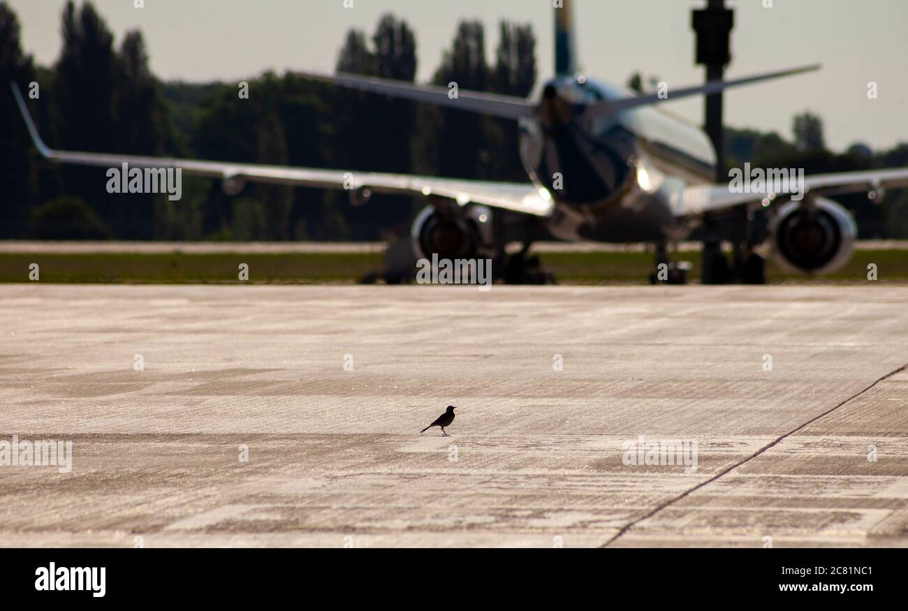 Bird on the apron of the airport. Airplane on the runway. The concept ...