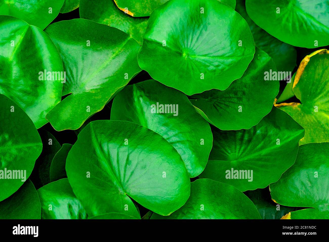 Lotus shoot hi-res stock photography and images - Alamy