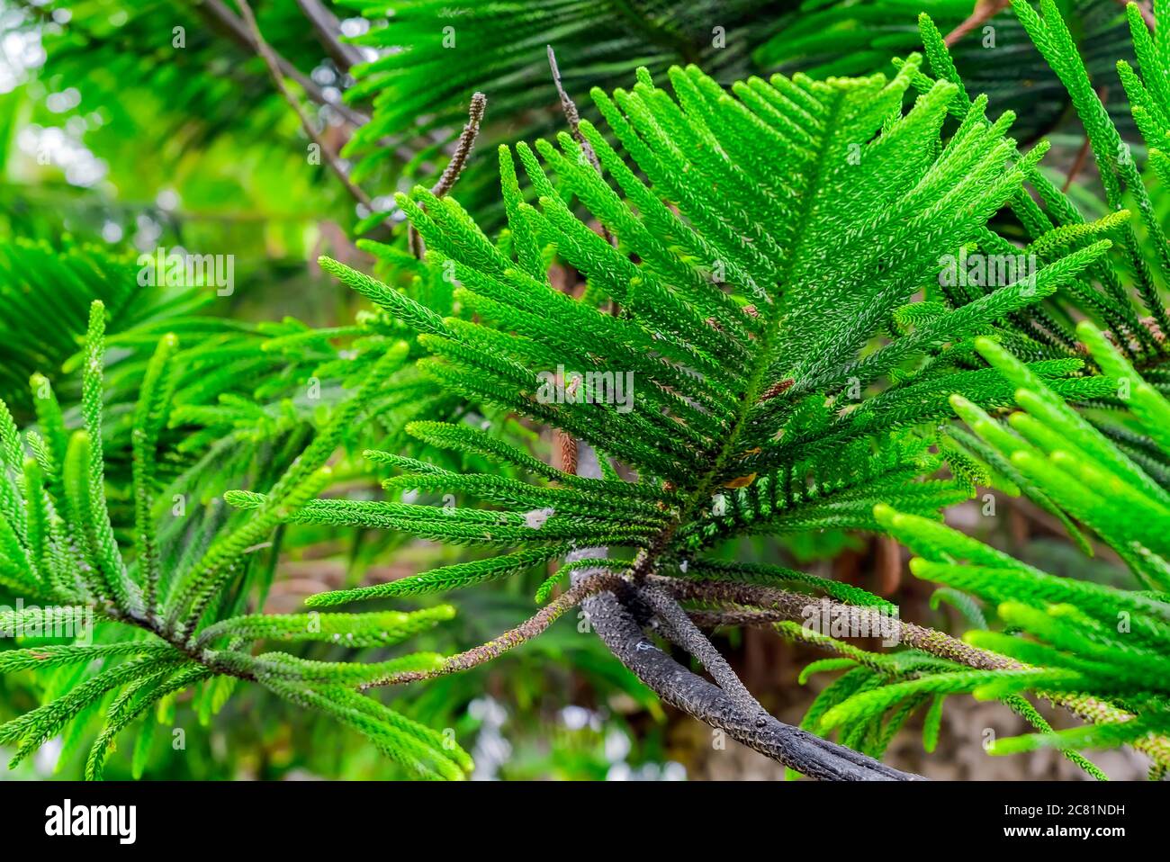 Rare tree species hi-res stock photography and images - Alamy