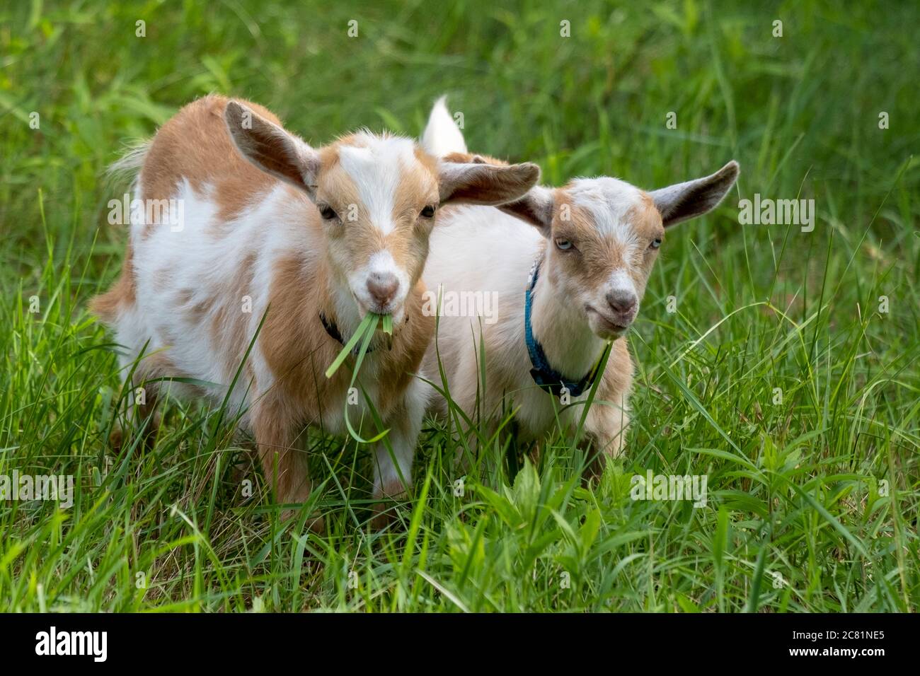 Goat eating grass not field hi-res stock photography and images - Alamy