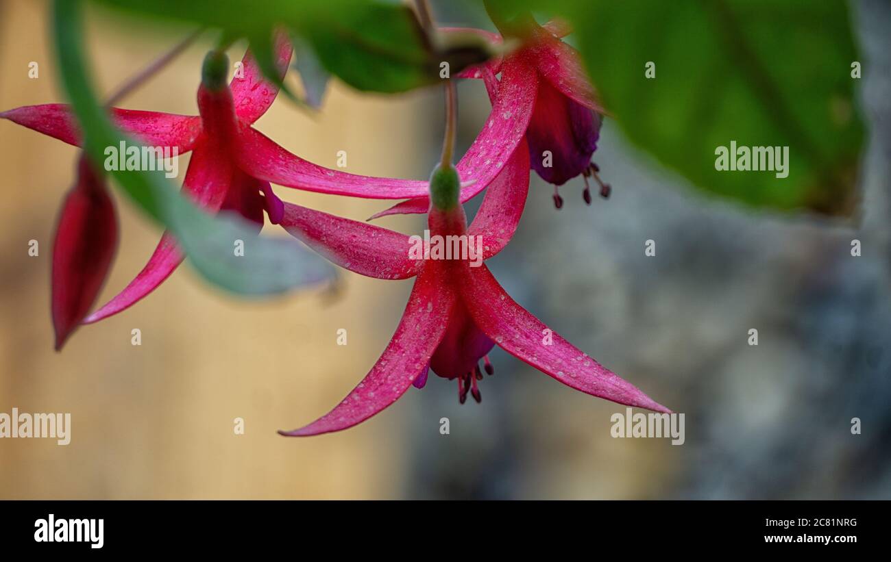 Close up of blossom fuchsia hybrida with green leaves in backyard ...