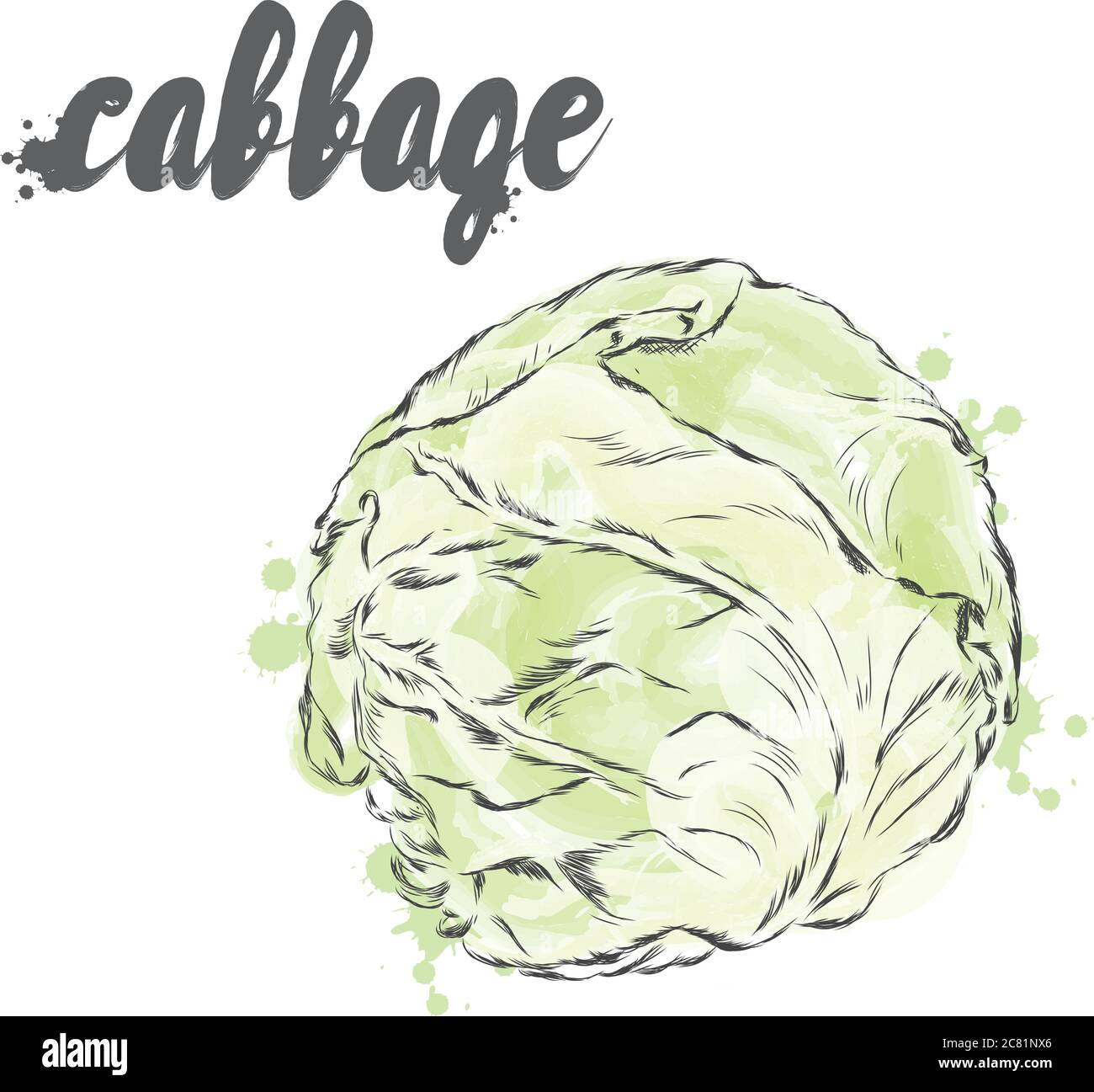 Vintage watercolor cabbage hi-res stock photography and images - Alamy
