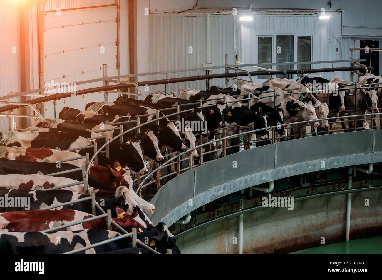 Milking cows by automatic industrial milking rotary system in modern ...