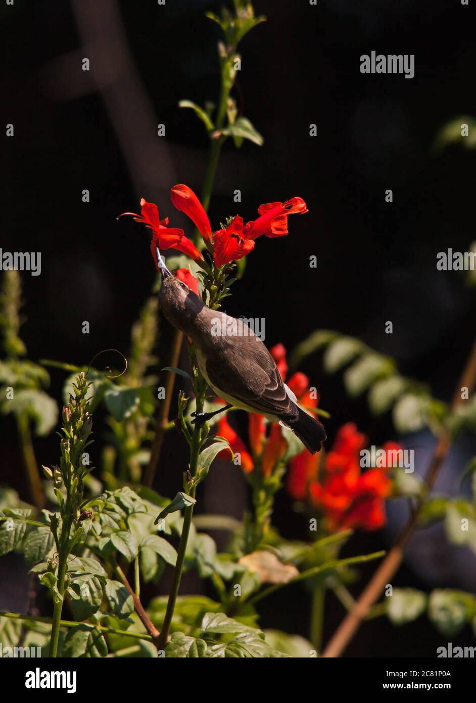 Sunbird pollination hi-res stock photography and images - Alamy