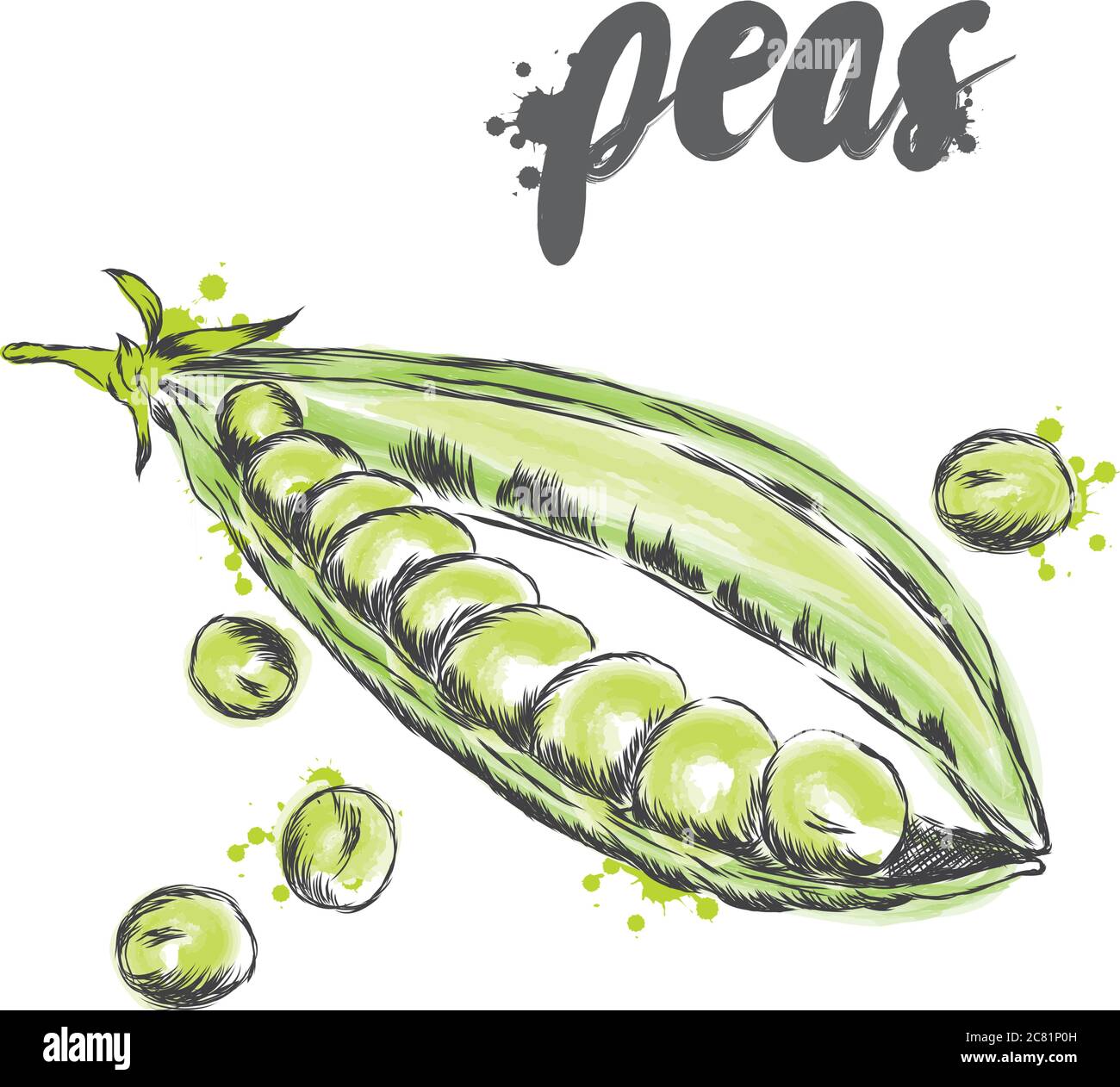 Vector vegetables. Food. Stock meal. Peas. Green pea Stock Vector Image ...
