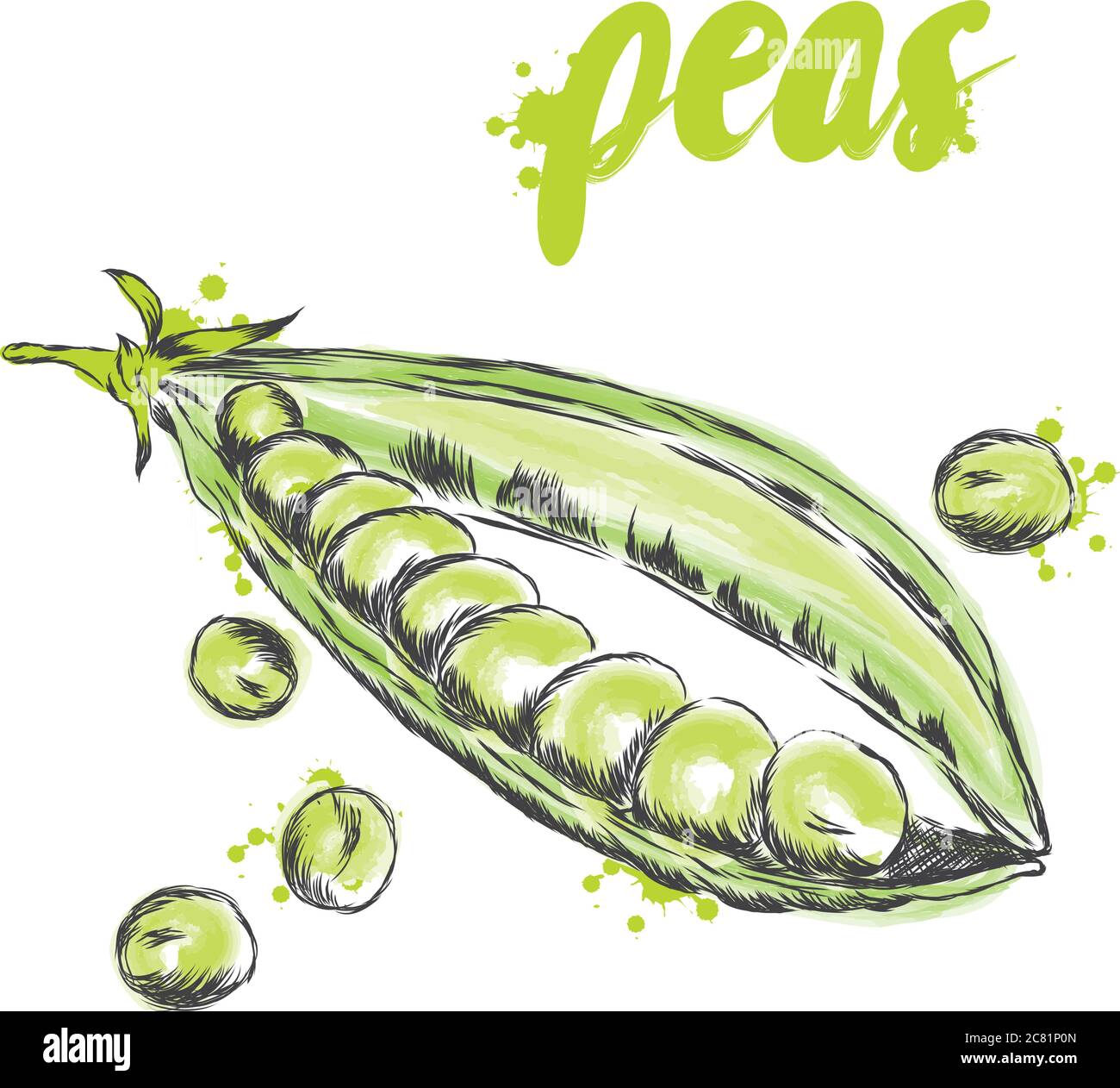Vector vegetables. Food. Stock meal. Peas. Green pea Stock Vector Image ...