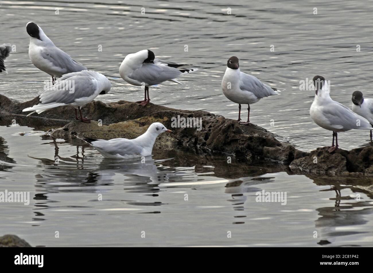 Franklin's gulls hi-res stock photography and images - Alamy