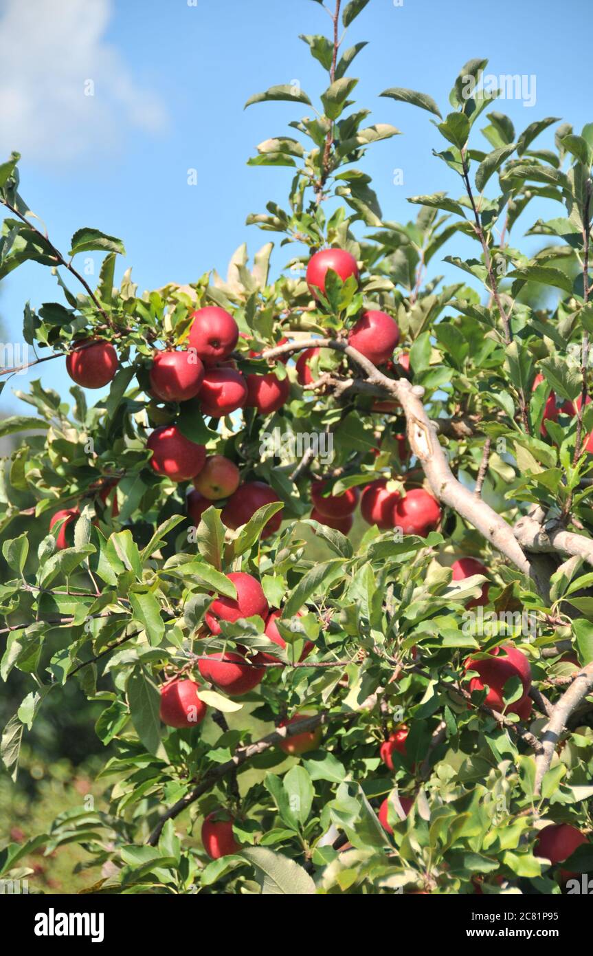 Apple picking vermont hi-res stock photography and images - Alamy
