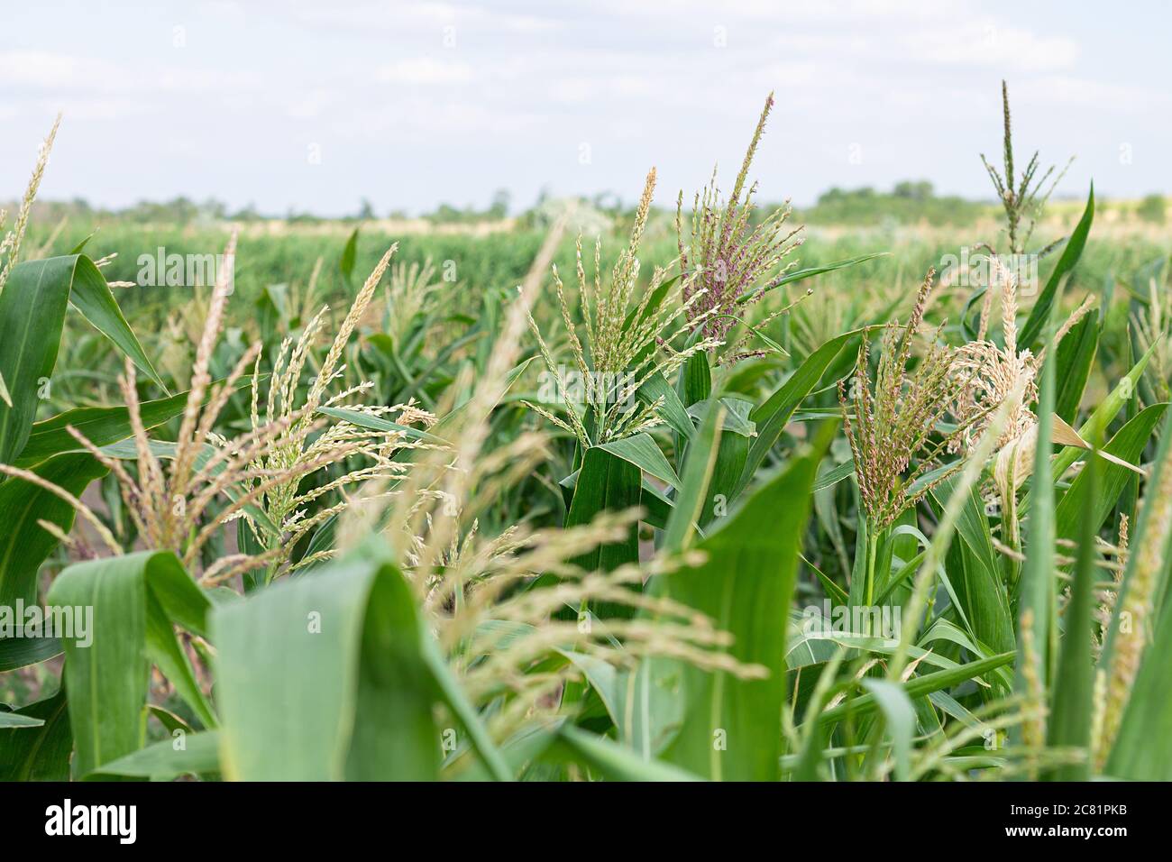 Eco corn field in a summer day Stock Photo - Alamy