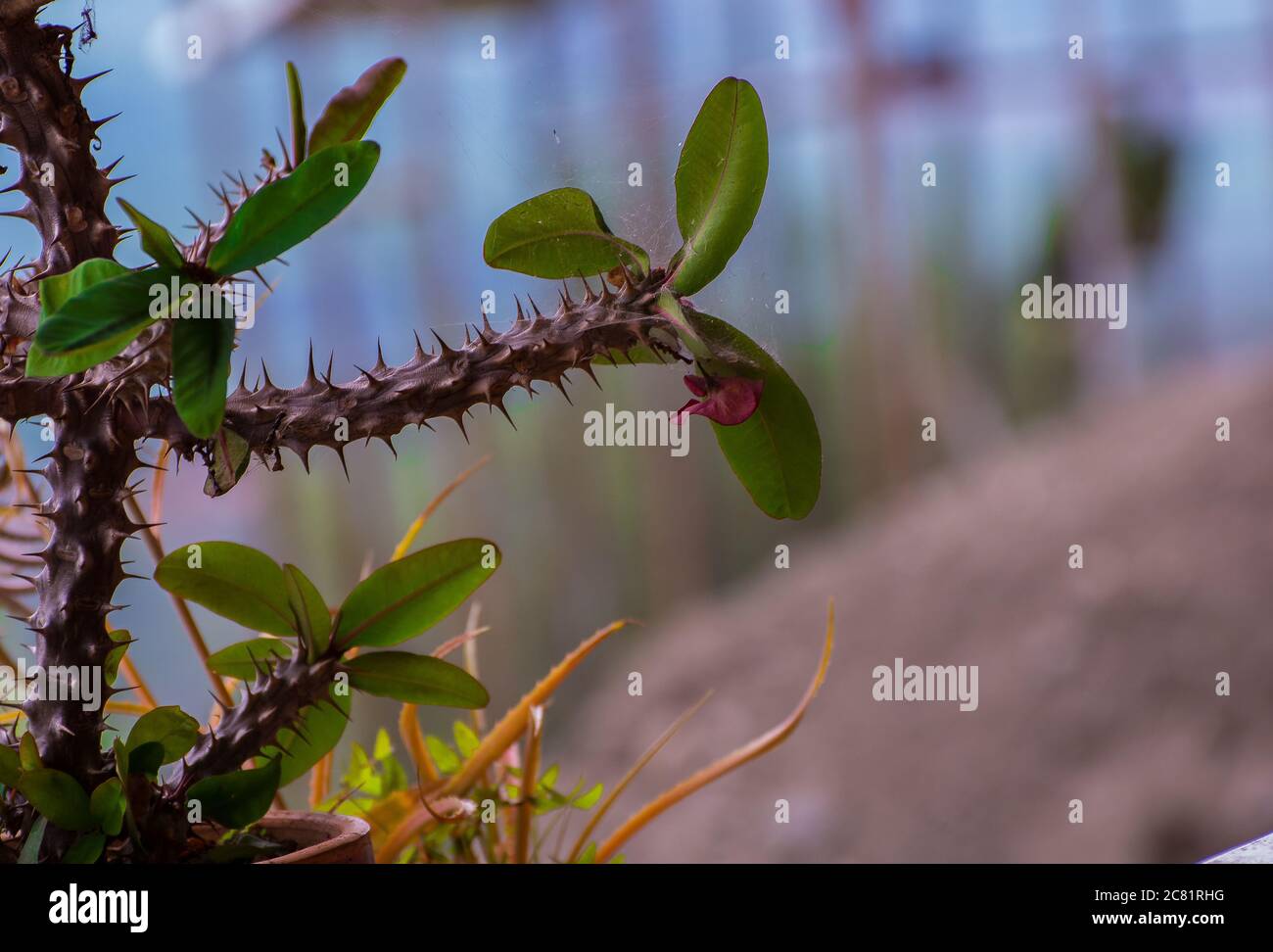 Houseplant in a pot with sharp thorns and pink flowers Stock Photo - Alamy