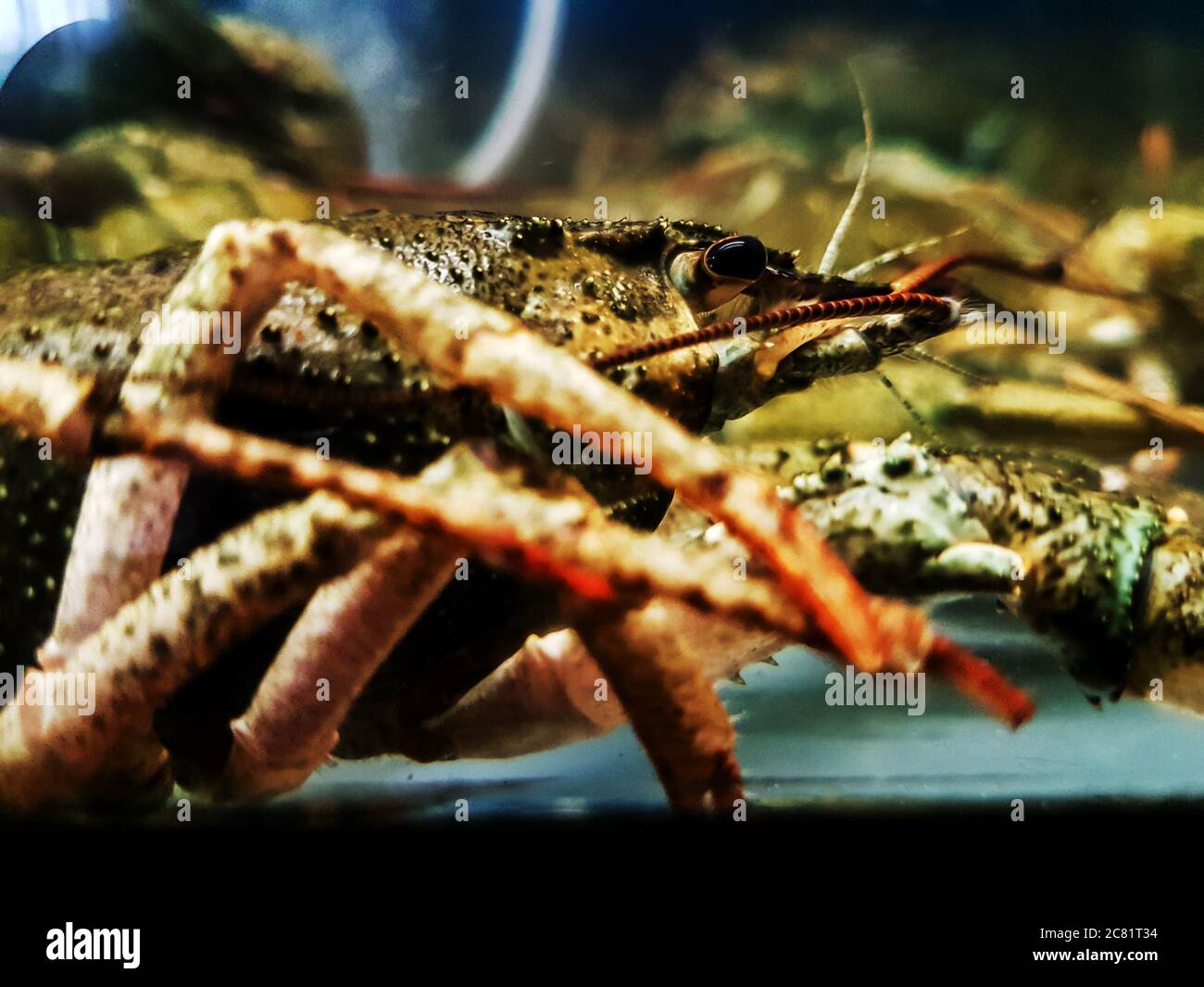 Fresh water crayfishes hi-res stock photography and images - Alamy