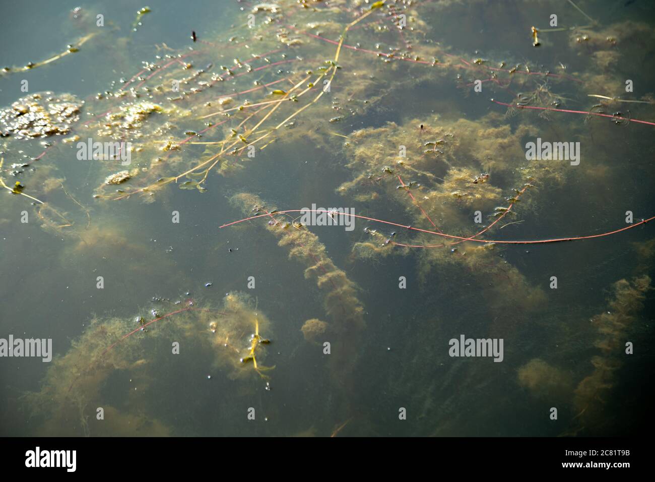 Phytoplankton bloom fish hi-res stock photography and images - Alamy