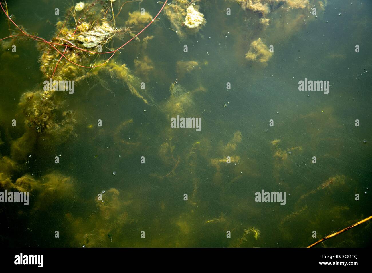 Phytoplankton bloom fish hi-res stock photography and images - Alamy