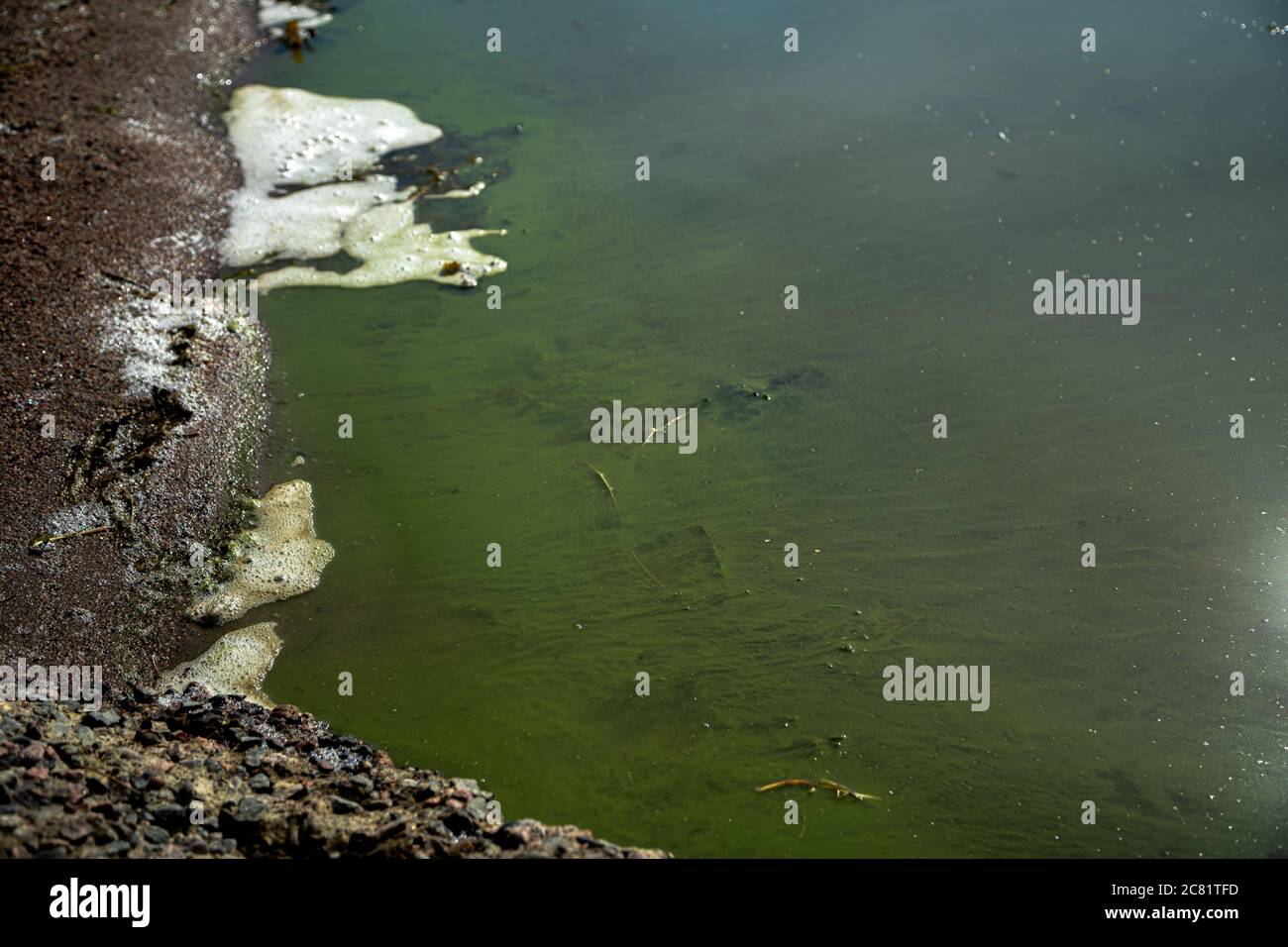 Blue-green algae and water bloom in the Baltic Sea. High quality photo ...
