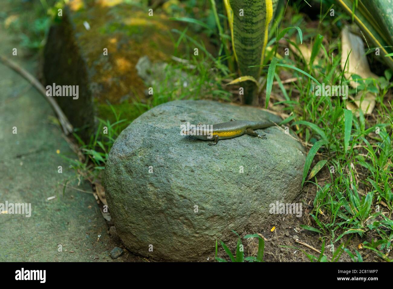 Reptiles in Bali Bird Park Stock Photo - Alamy