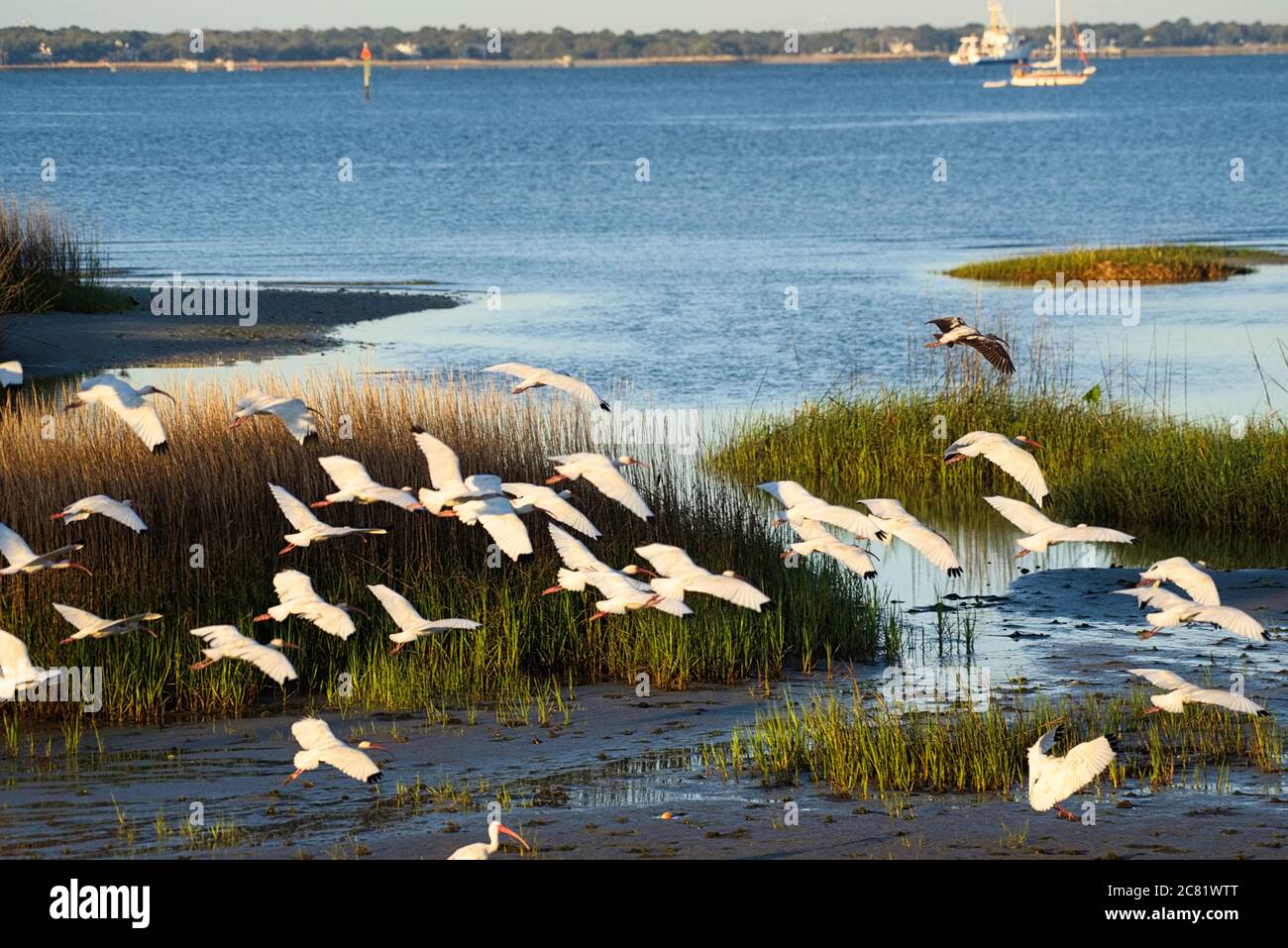 Black And White Ibis High Resolution Stock Photography and Images - Alamy