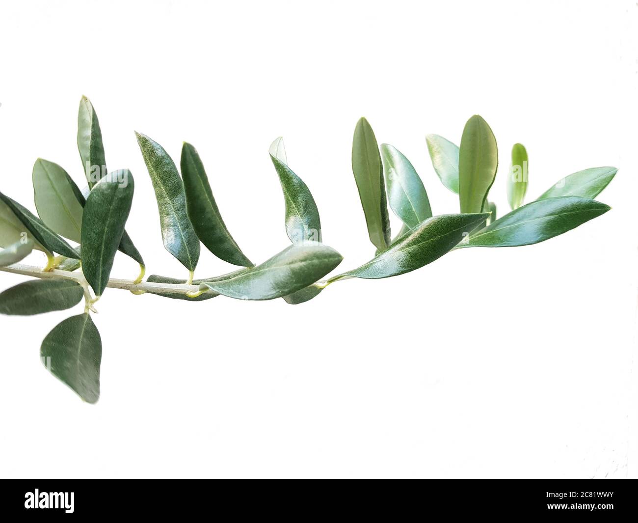 Olive branch leaves Stock Photo - Alamy