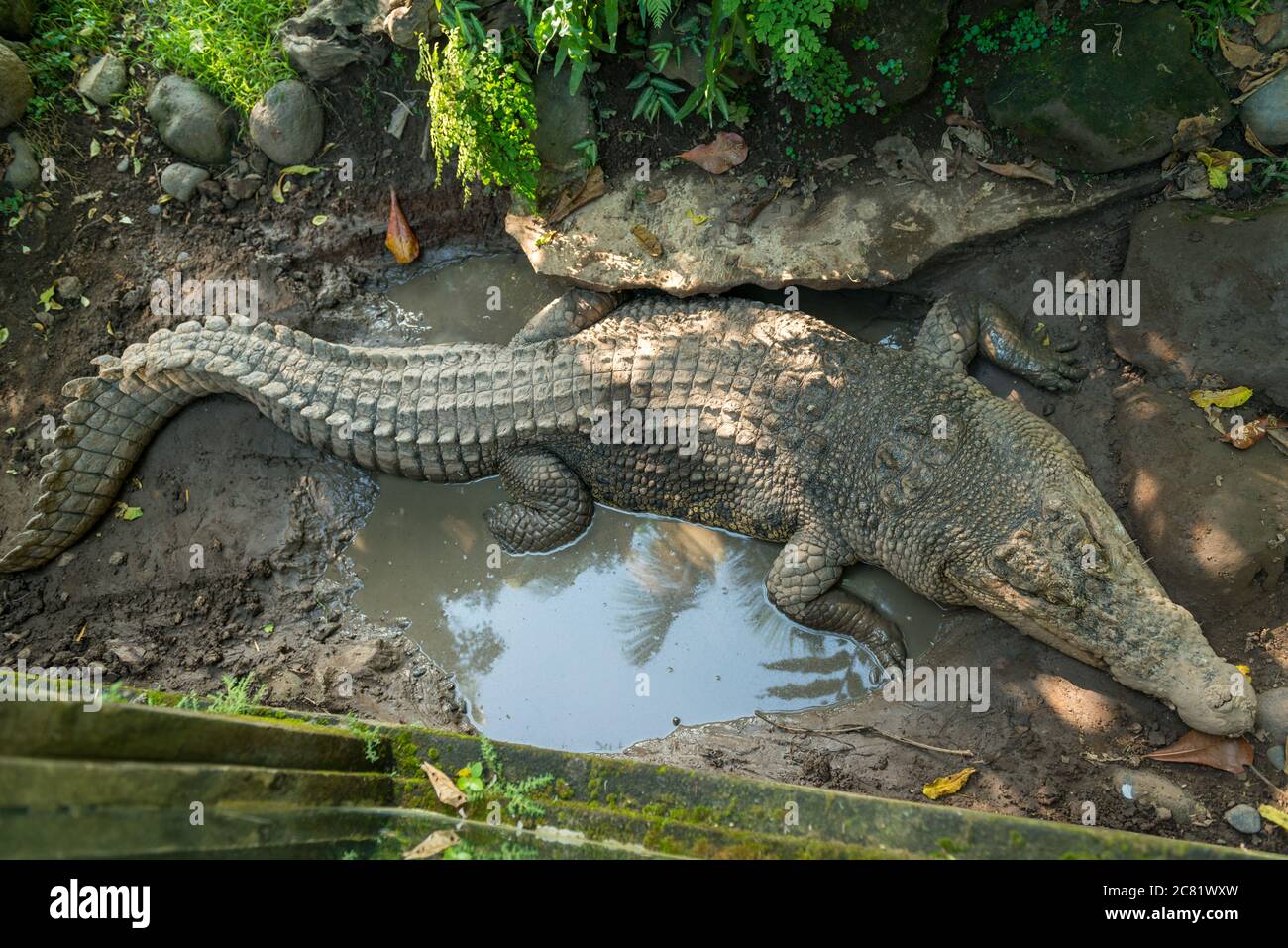 Reptiles in Bali Bird Park Stock Photo - Alamy