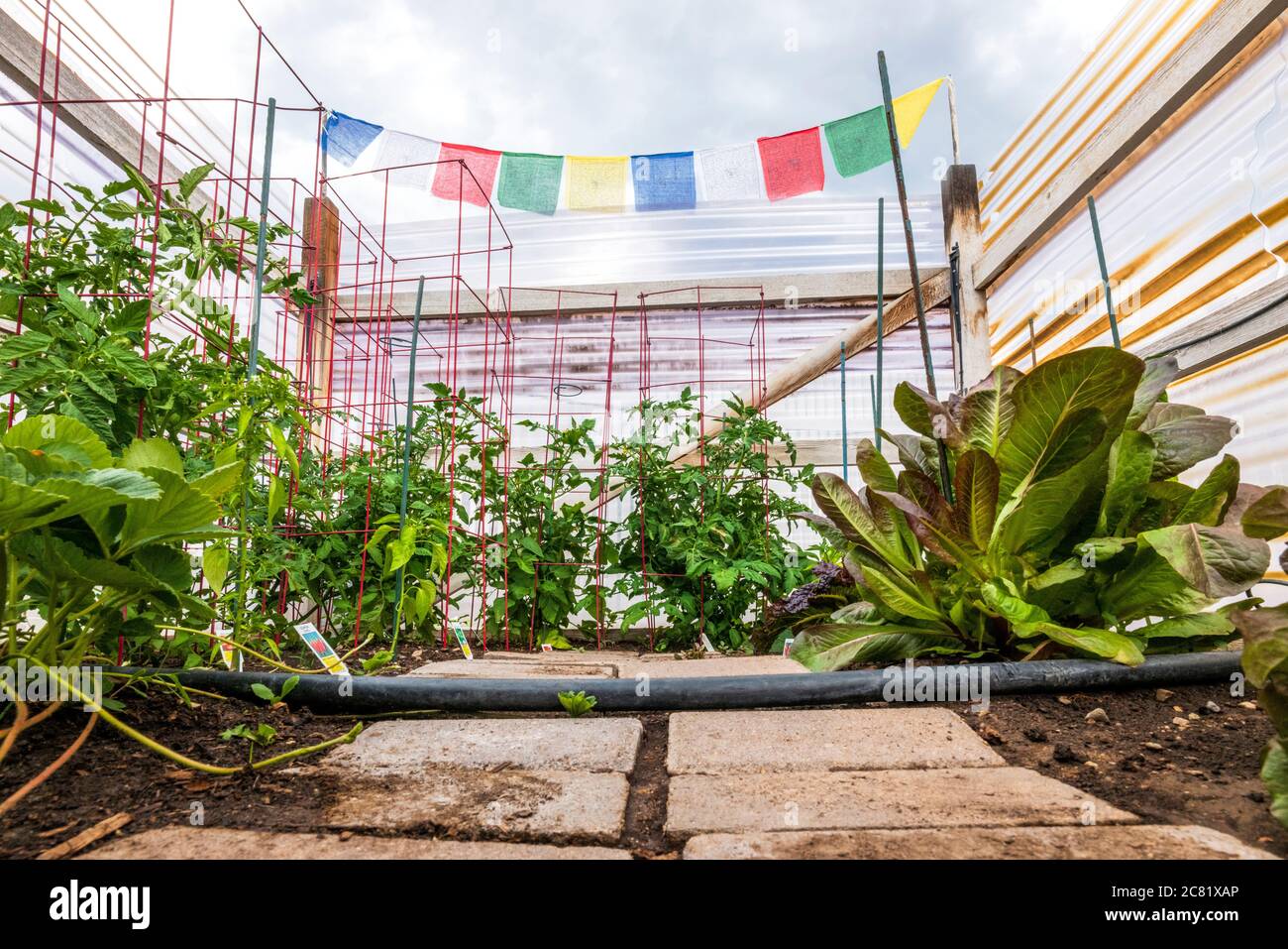 Buddhist prayer flags fly over early summer residential vegetable ...