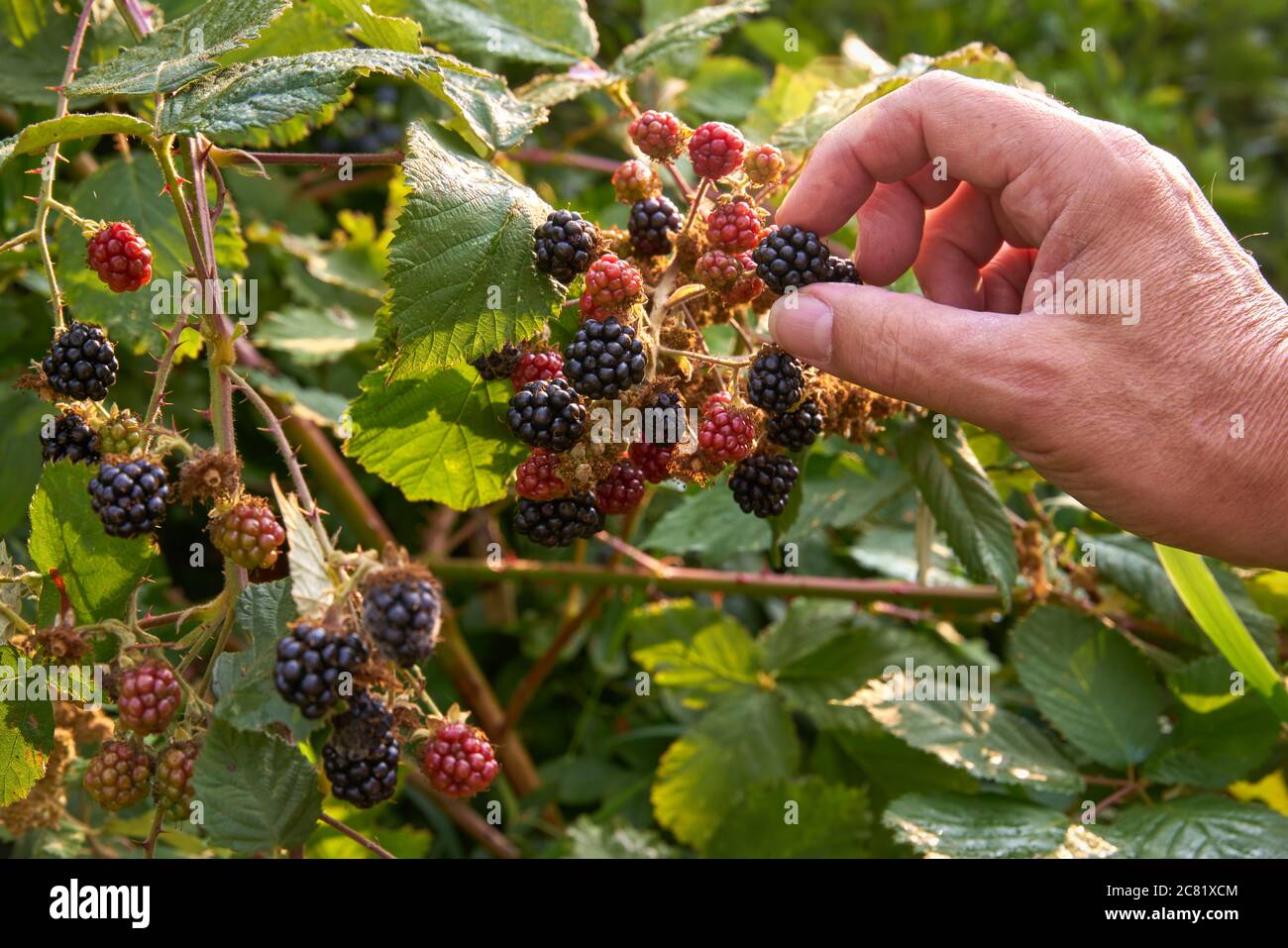 Picking Blackberries. Hand reaching into frame picking Blackberries ...