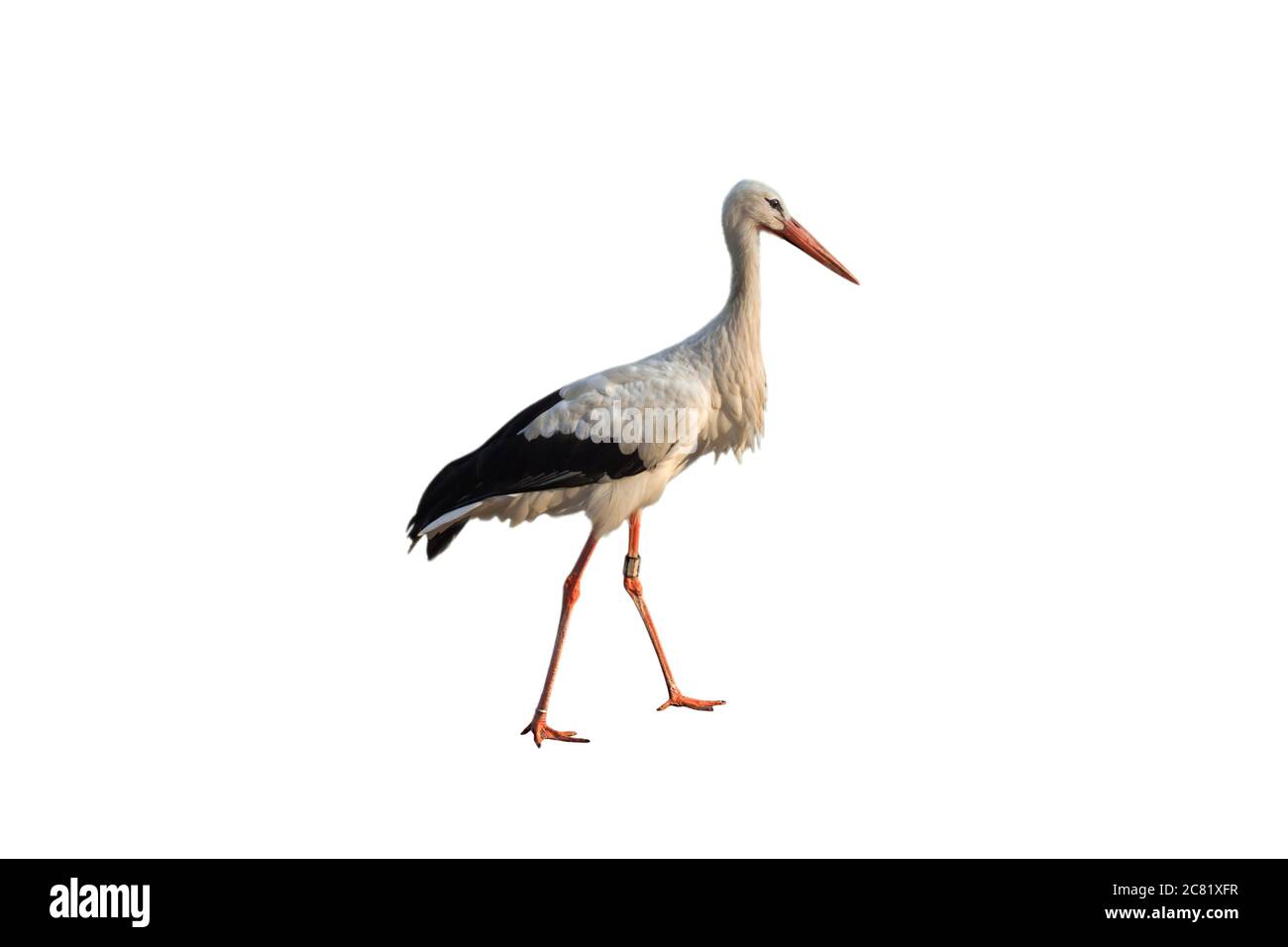 Stork ring hi-res stock photography and images - Alamy