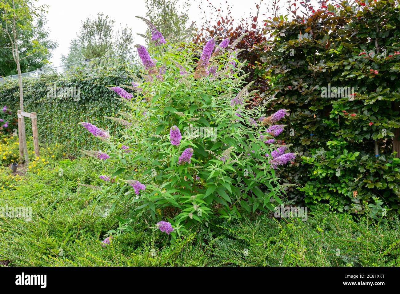 Lila buddleja davidii hi-res stock photography and images - Alamy