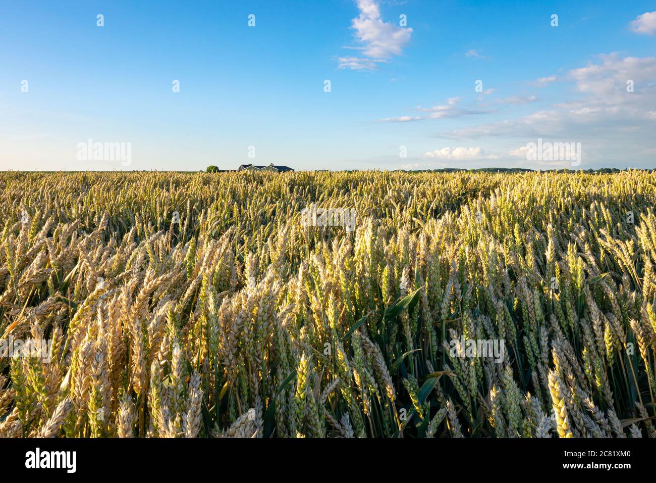 Wheat field farm in distance hi-res stock photography and images - Alamy