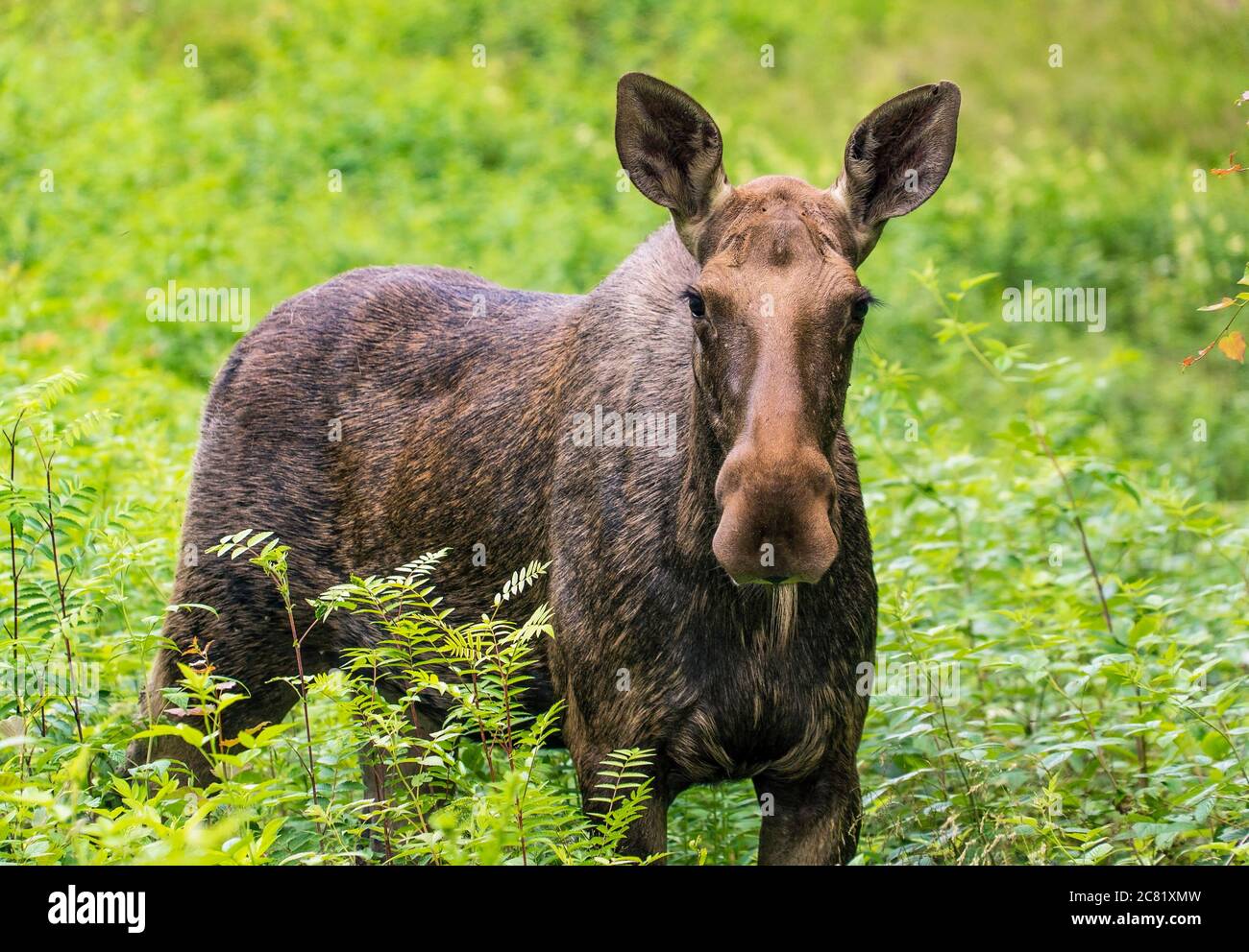 Elk stands in the forest in the tall grass .Leningrad region . Russia ...
