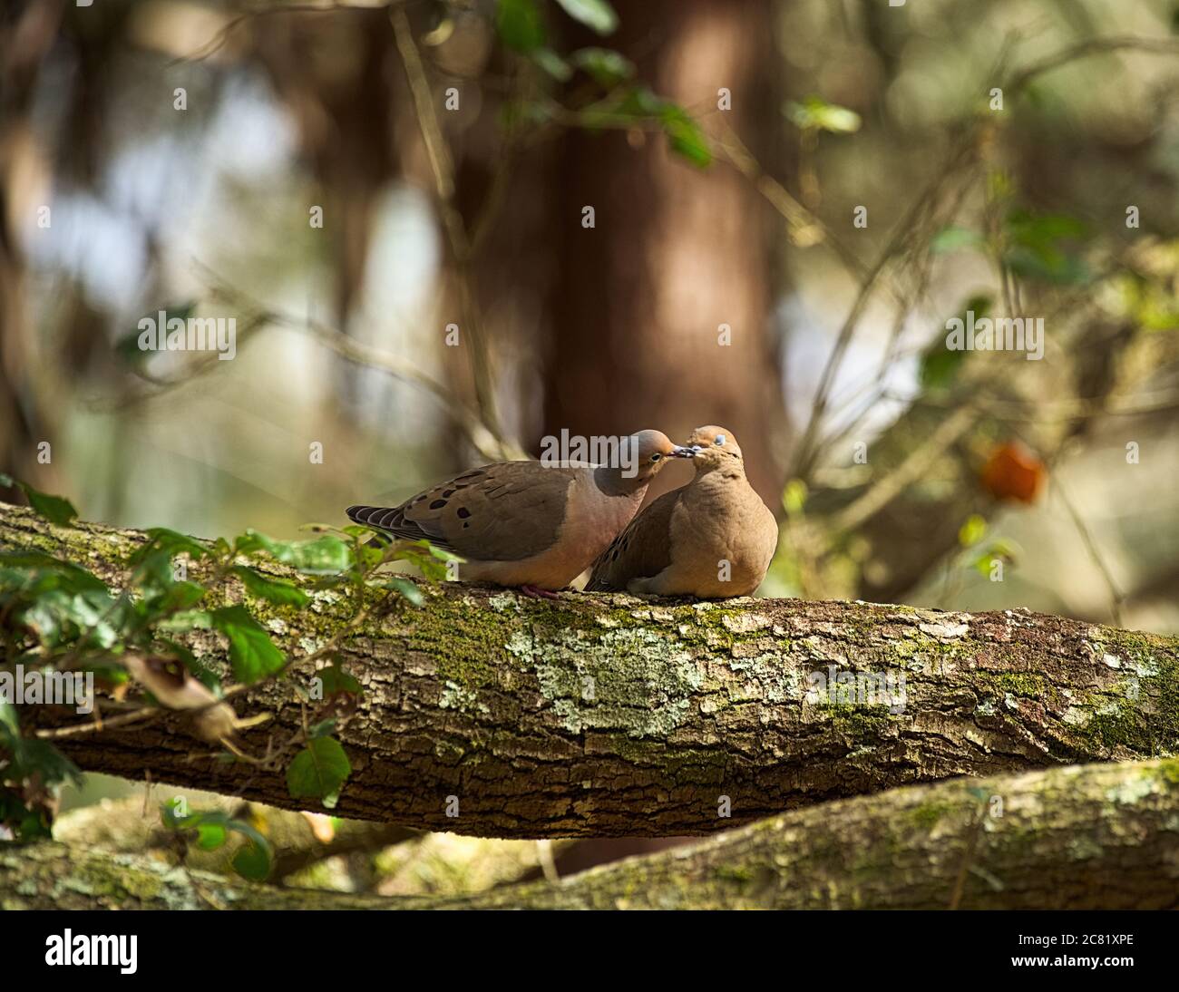 Doves Kissing High Resolution Stock Photography and Images - Alamy