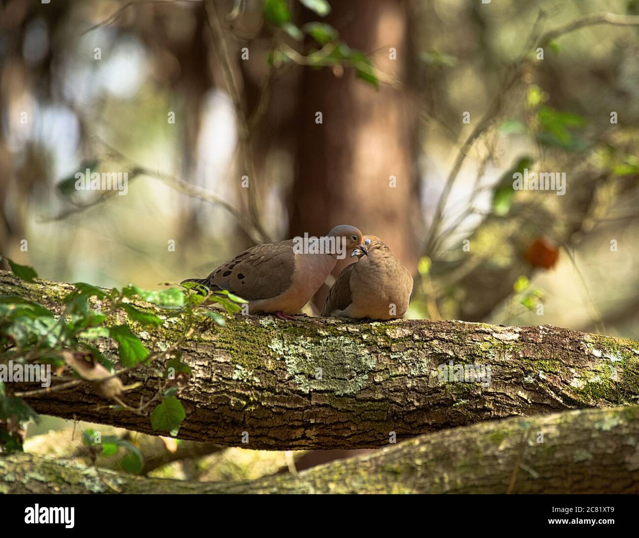 Doves Kissing High Resolution Stock Photography and Images - Alamy