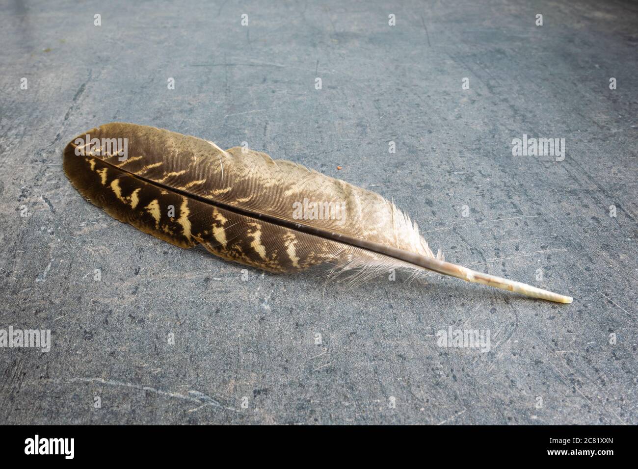 Feather of a pheasant, isolated on grey textured background Stock Photo ...