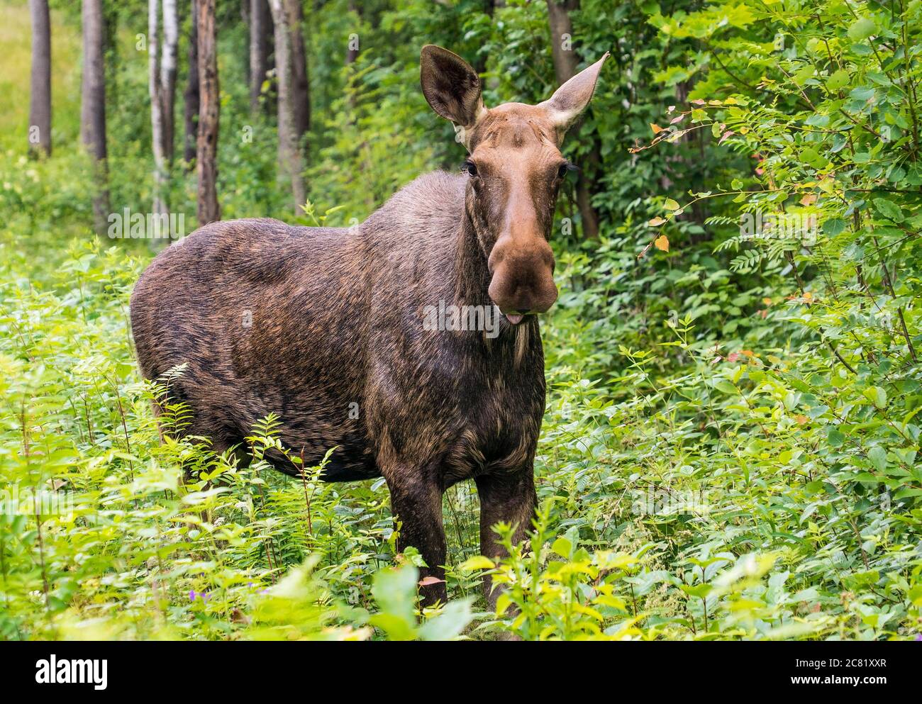 Elk stands in the forest in the tall grass .Leningrad region . Russia ...