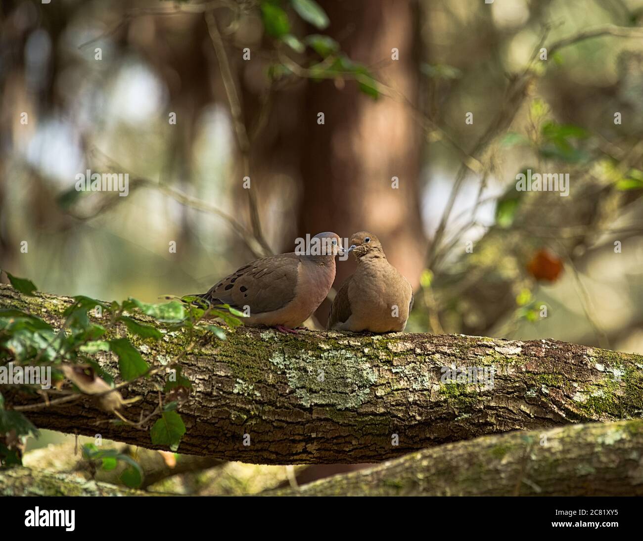 Doves Kissing High Resolution Stock Photography and Images - Alamy