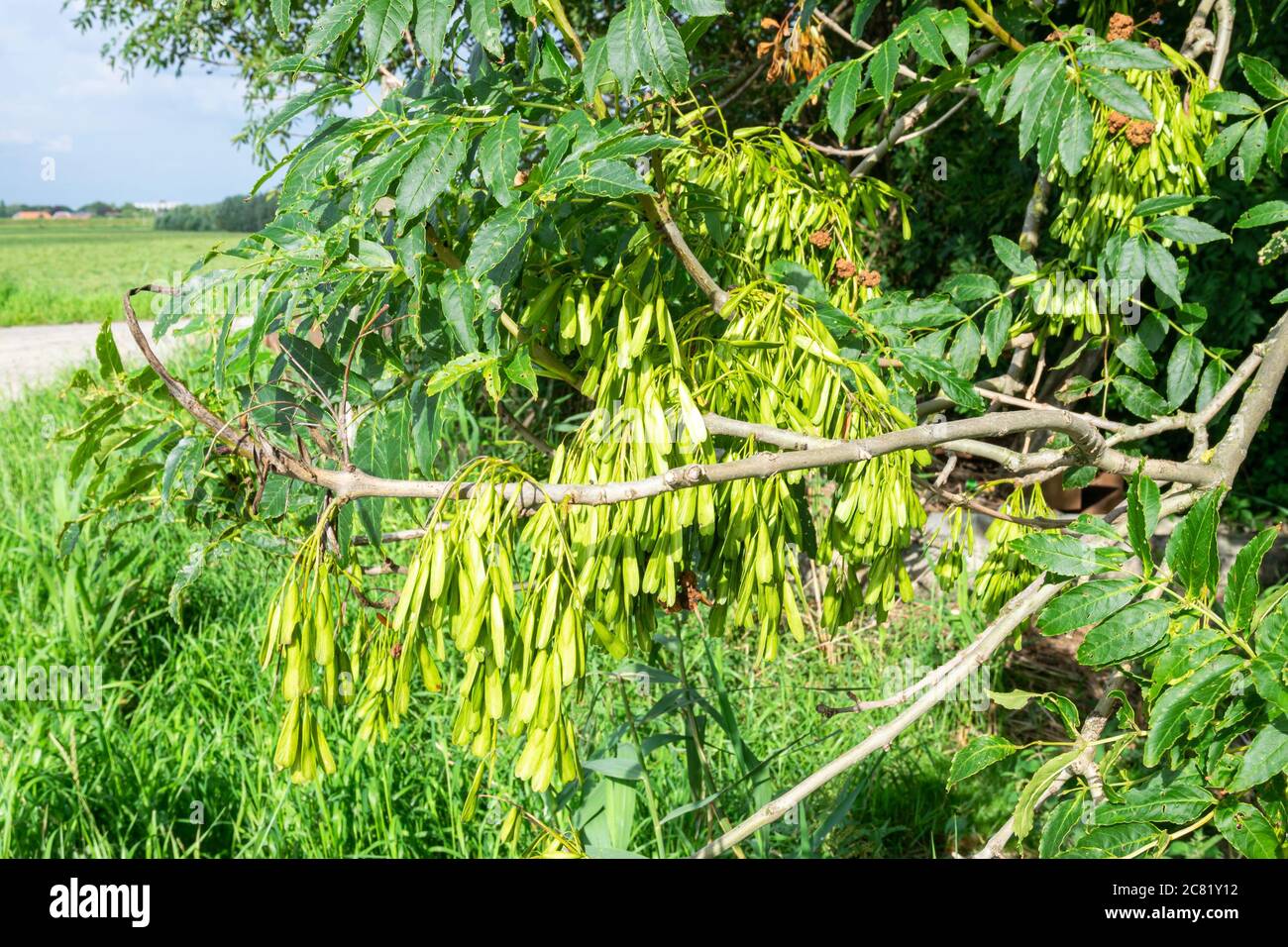 Seeds of European ash (Fraxinus excelsior). Seeds also known as "keys ...