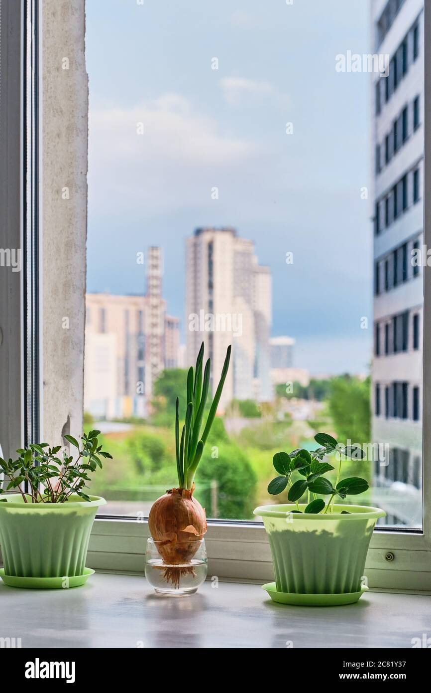 Kitchen garden on windowsill on background of blue sky and urban ...