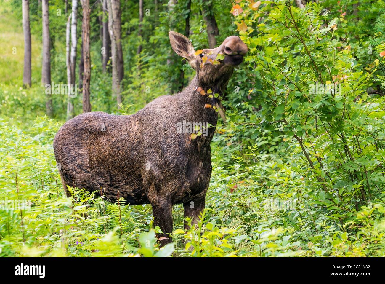 Elk stands in the forest in the tall grass .Leningrad region . Russia ...