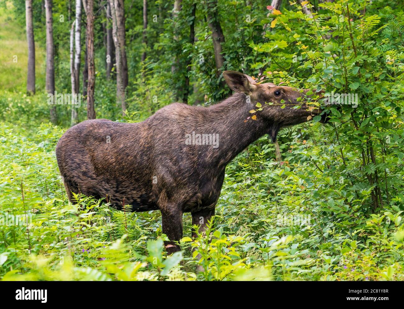 Grass green animal hi-res stock photography and images - Alamy