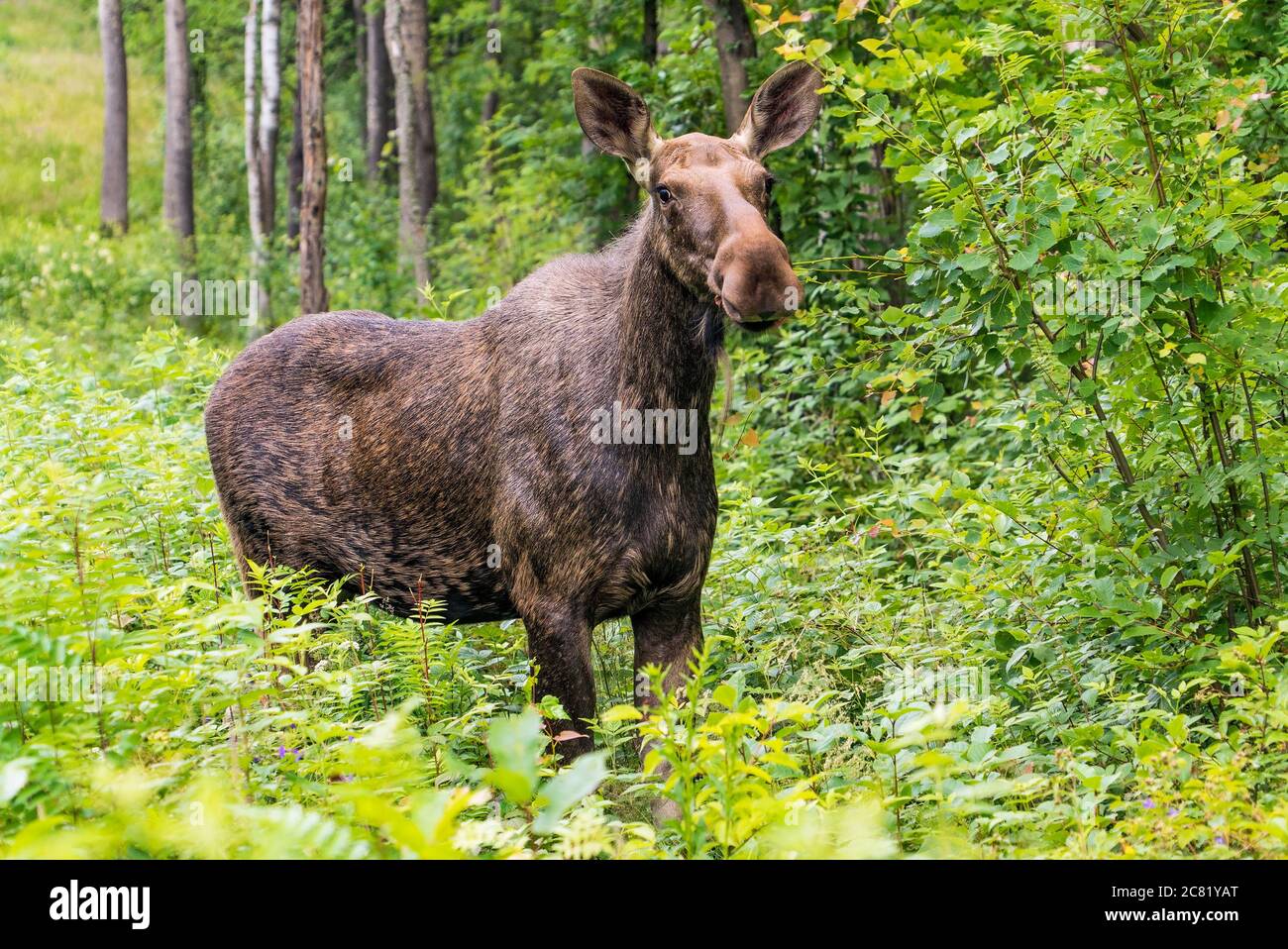Elk stands in the forest in the tall grass .Leningrad region . Russia ...
