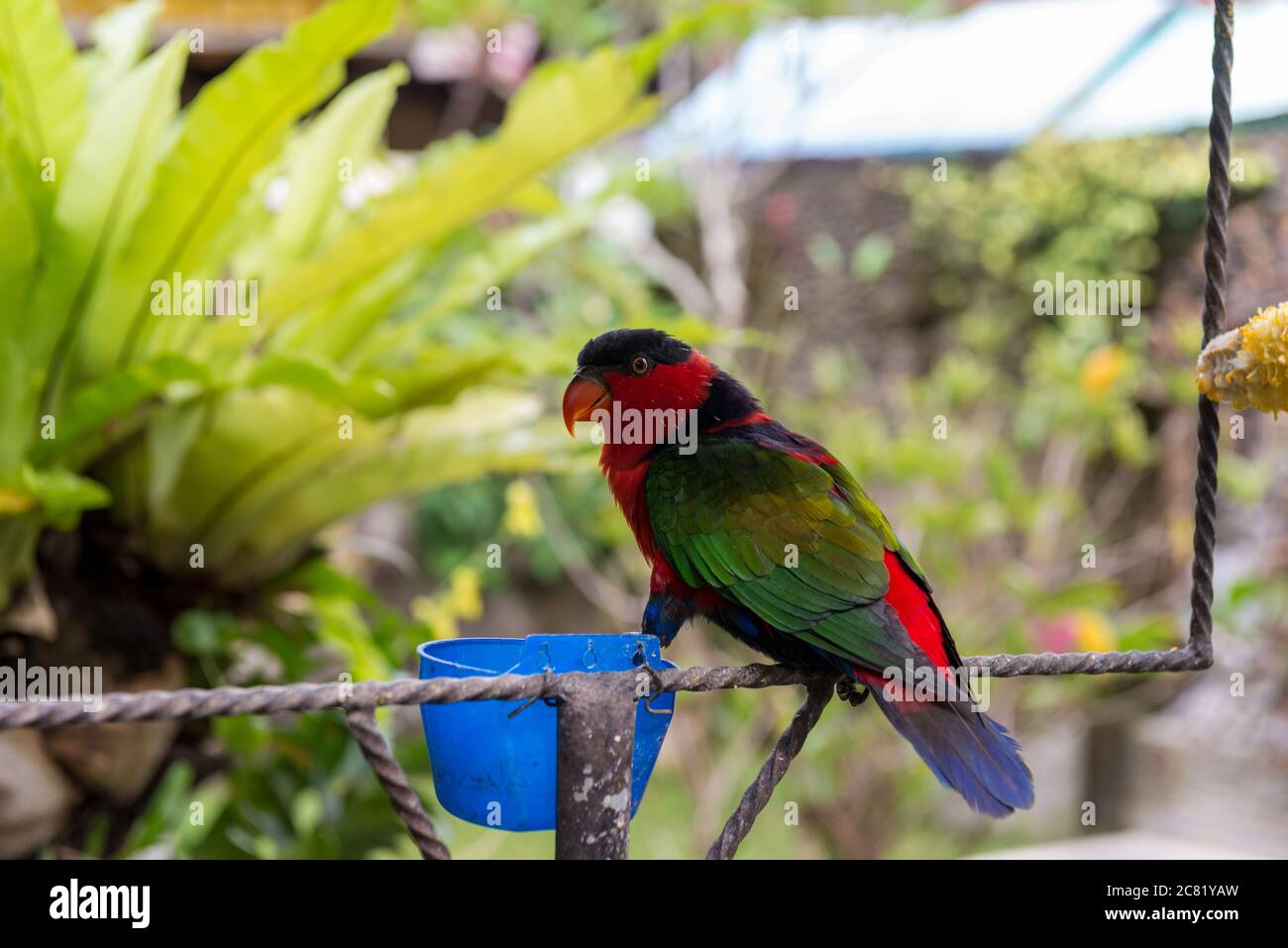 Parrot at the garden Stock Photo - Alamy
