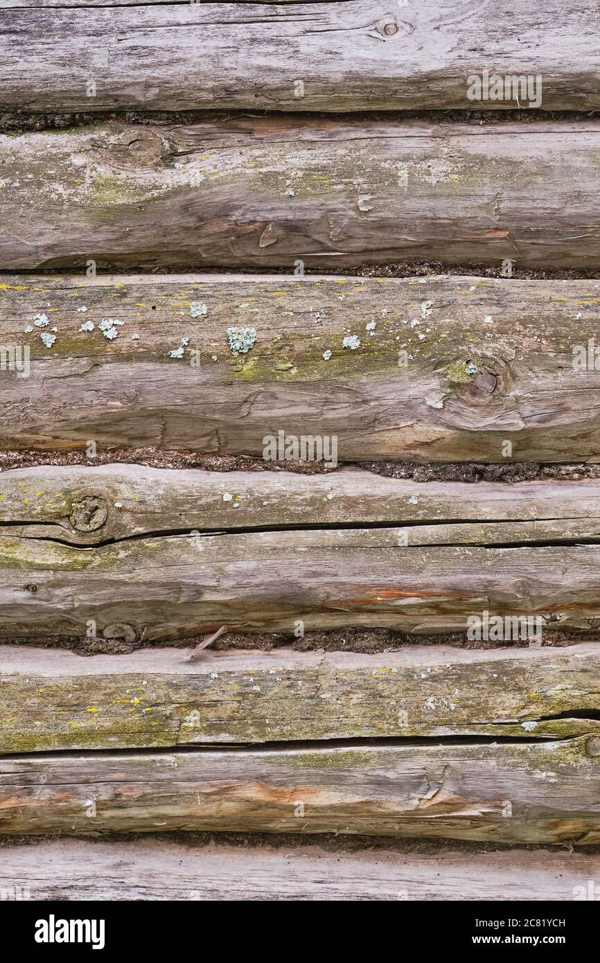 Texture of old wooden log wall with cracks, lichens, oakum as a ...