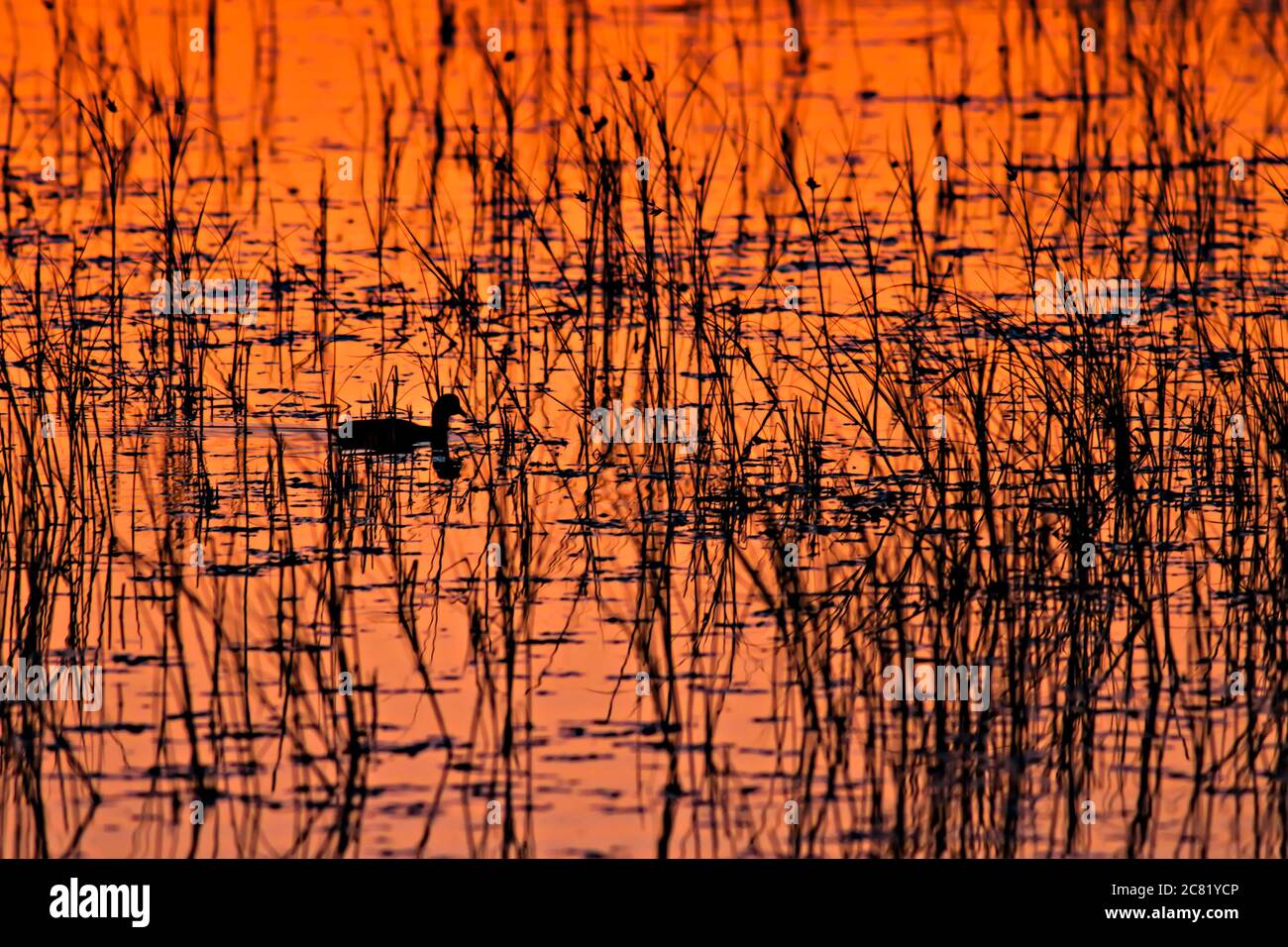 Sunset nature and birds. Sunset colors background Stock Photo - Alamy