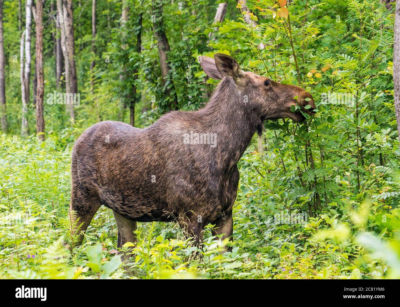 Elk stands in the forest in the tall grass .Leningrad region . Russia ...