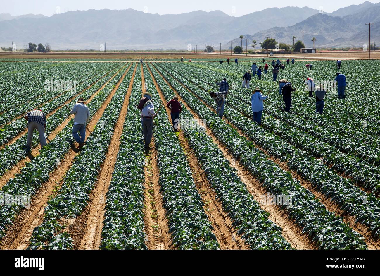 Yuma farmland hi-res stock photography and images - Alamy