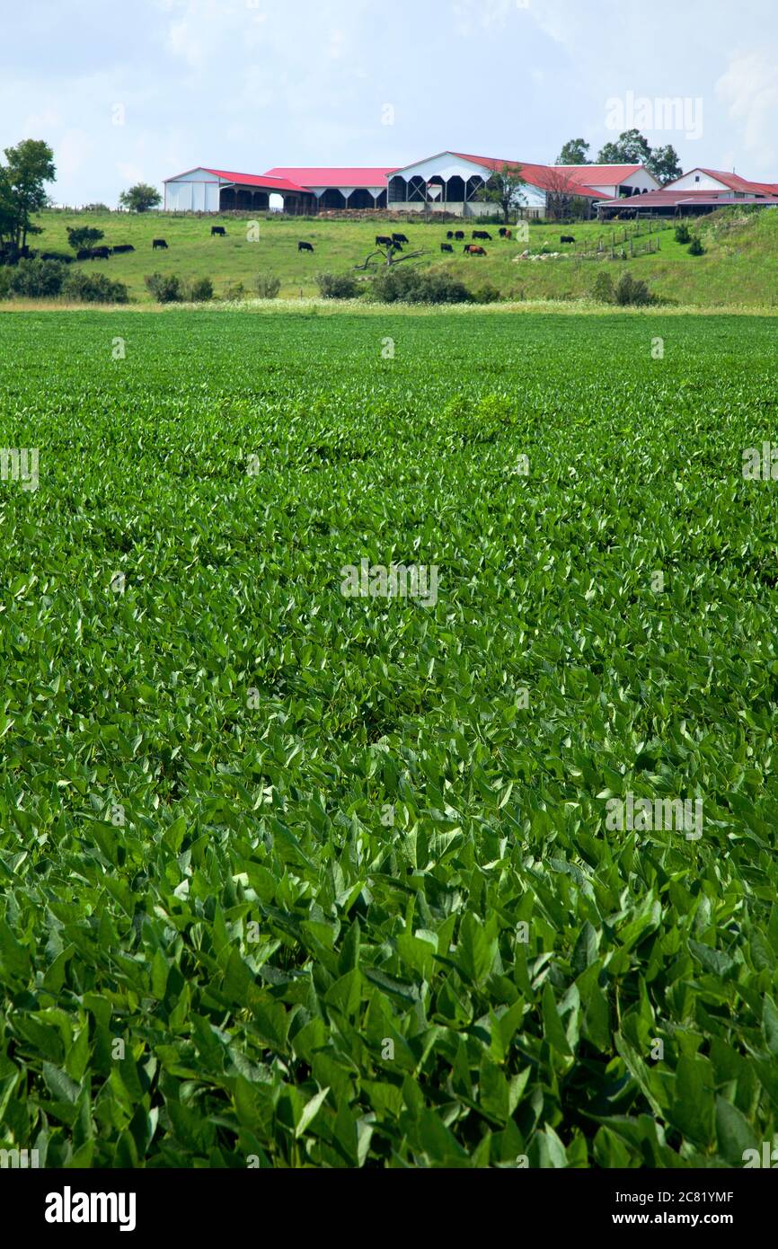 Field with farm buildings beyond hi-res stock photography and images ...
