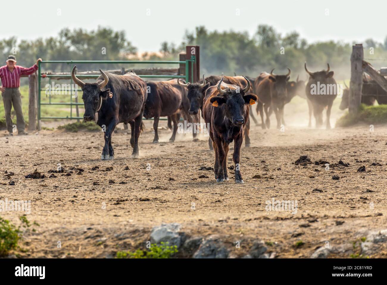 Herding bulls; Camargue, France Stock Photo - Alamy