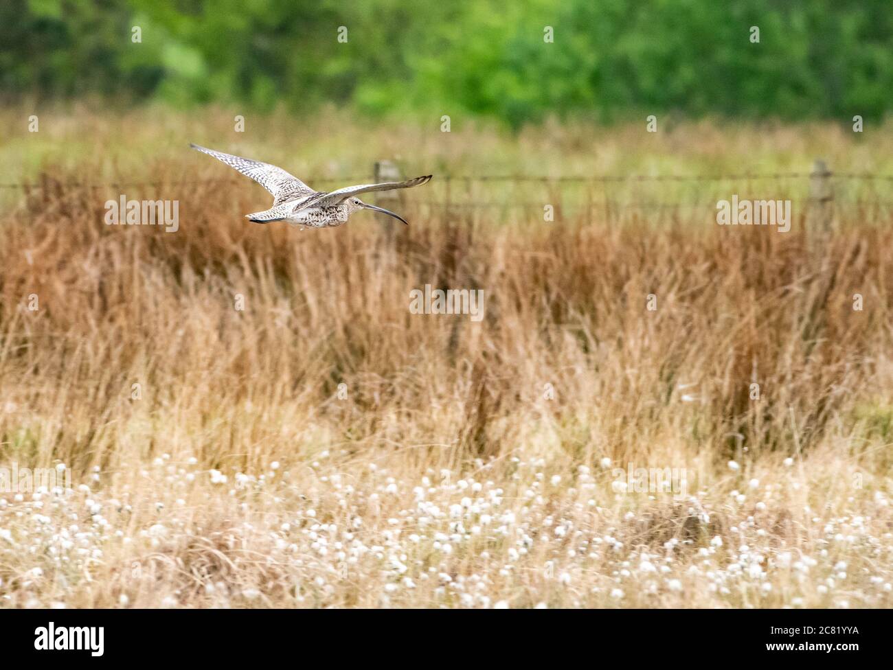 A Curlew flying over cottongrass on Ginny Hey, Chipping, Preston ...